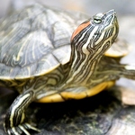 Animal Talking - Kathleen A. McCoy | Psychic | Medium | Animal ...